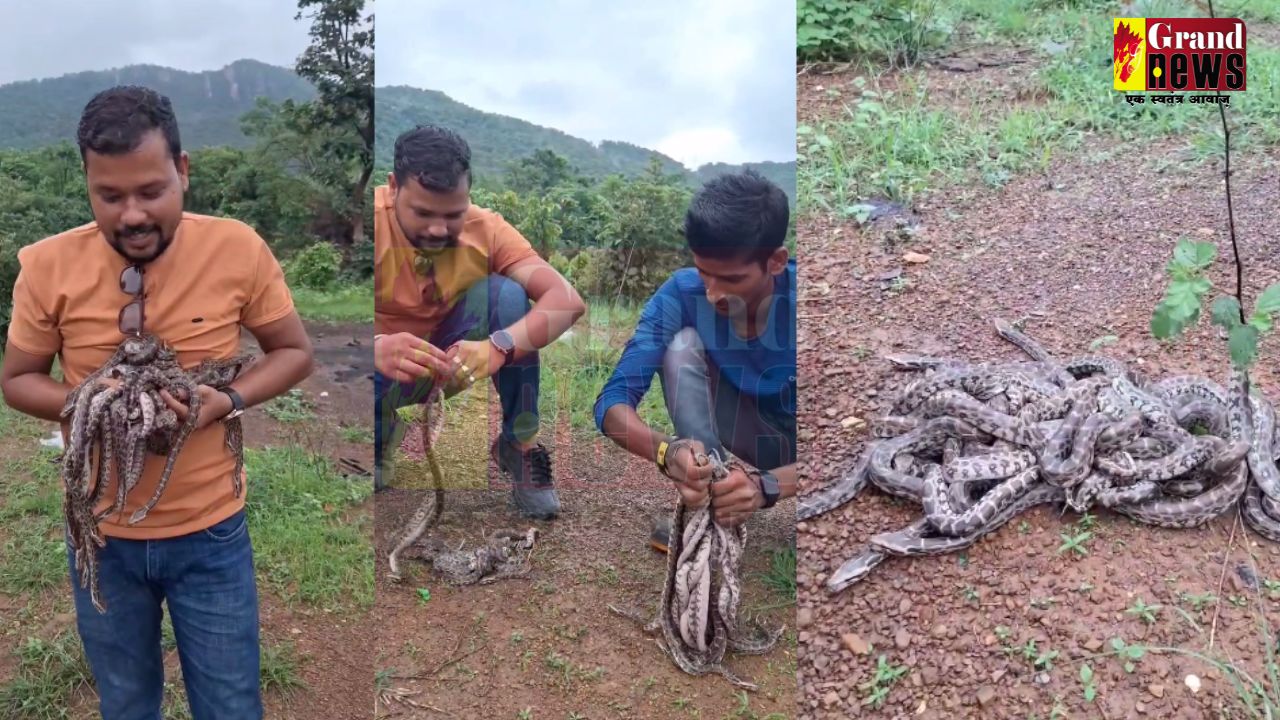 CGNews-10 दिन बाद 21 अंडो से बाहर आये अजगर के बच्चे – CGTOP36